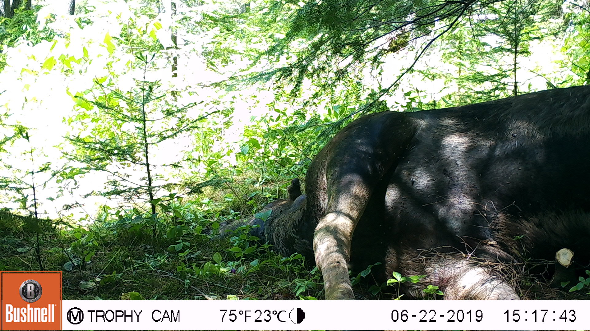 Eastern Wolf kill of yearling Moose (June 2019)