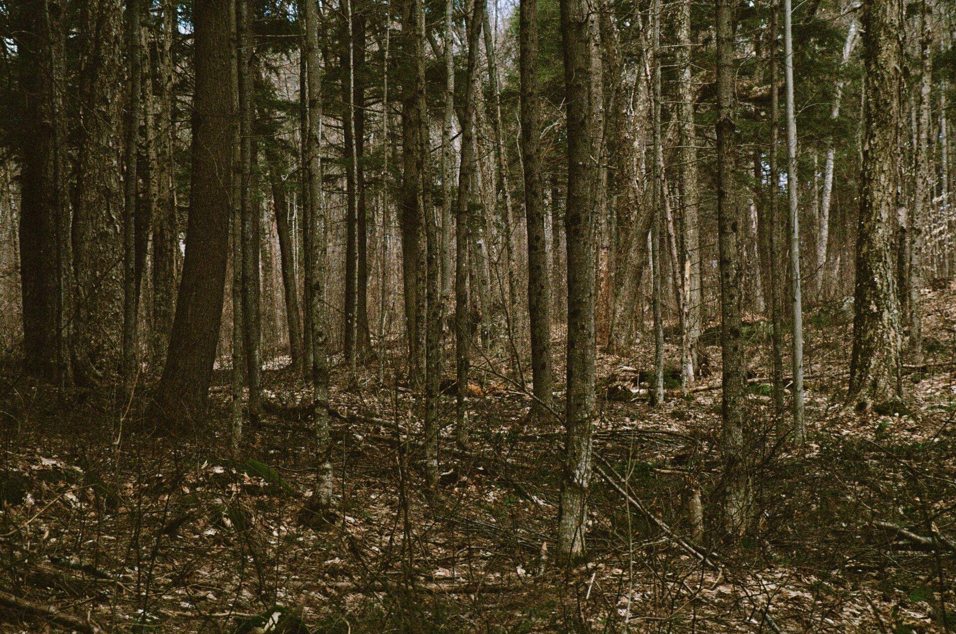 A World Forgotten: Canadian Landscapes