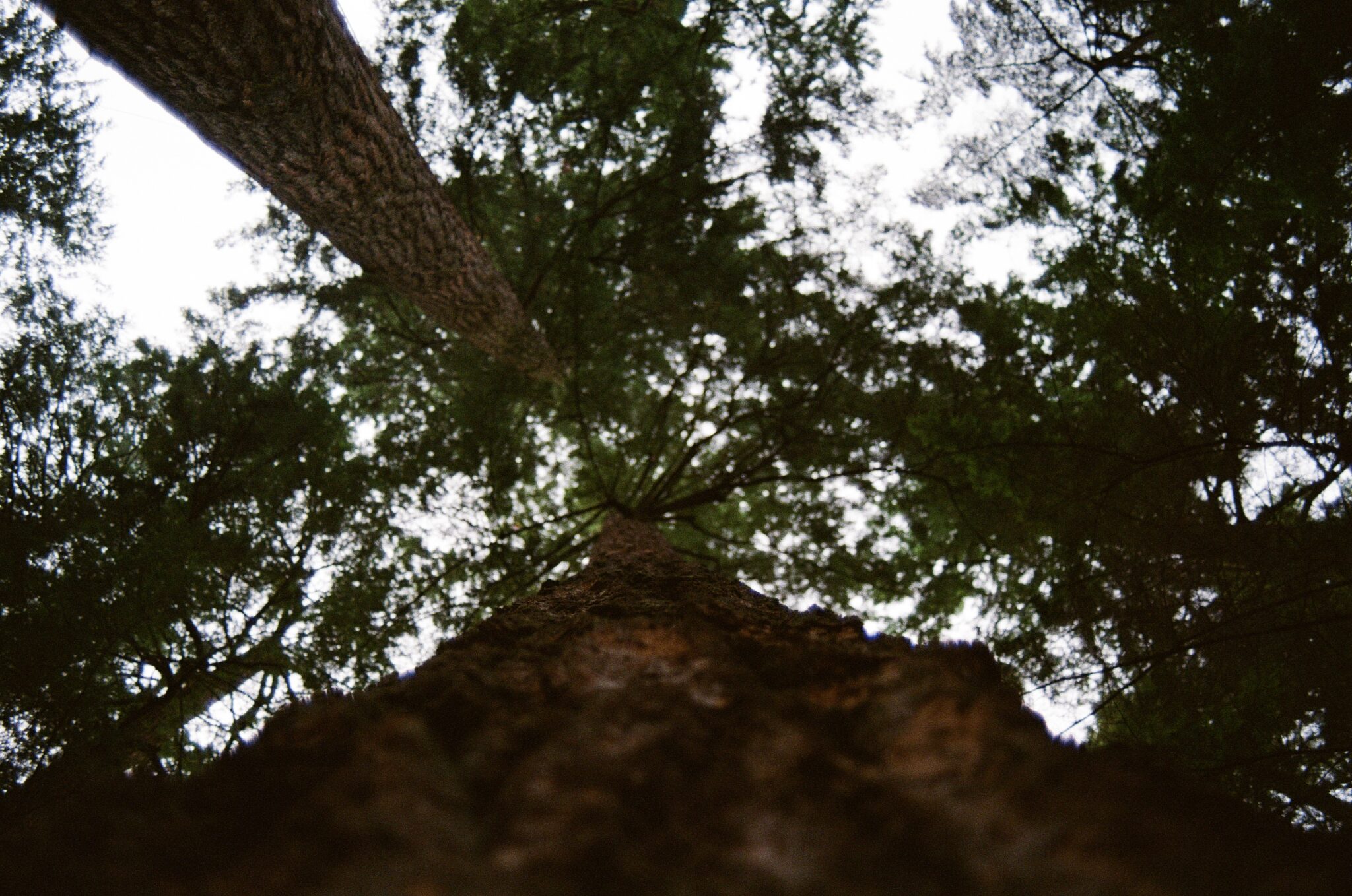 A World Forgotten: Canadian Landscapes